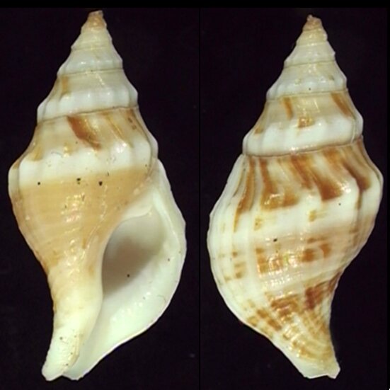 All shells - ShellBrothers - All shells