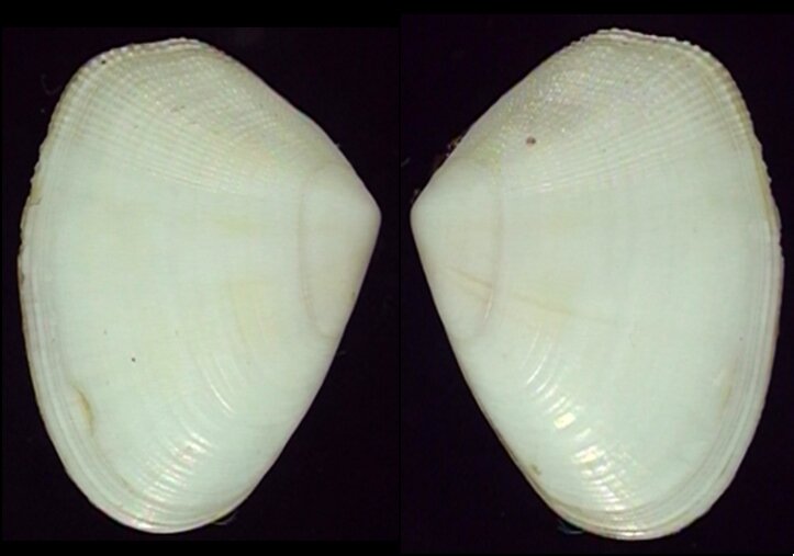 All shells - ShellBrothers - All shells