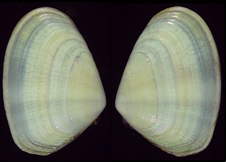 All shells - ShellBrothers - All shells