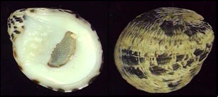 All shells - ShellBrothers - All shells
