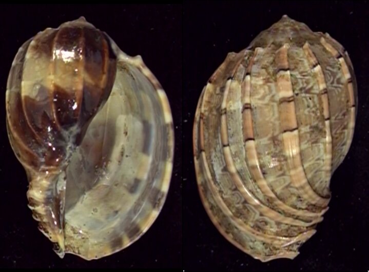 All shells - ShellBrothers - All shells