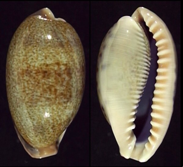 All shells - ShellBrothers - All shells