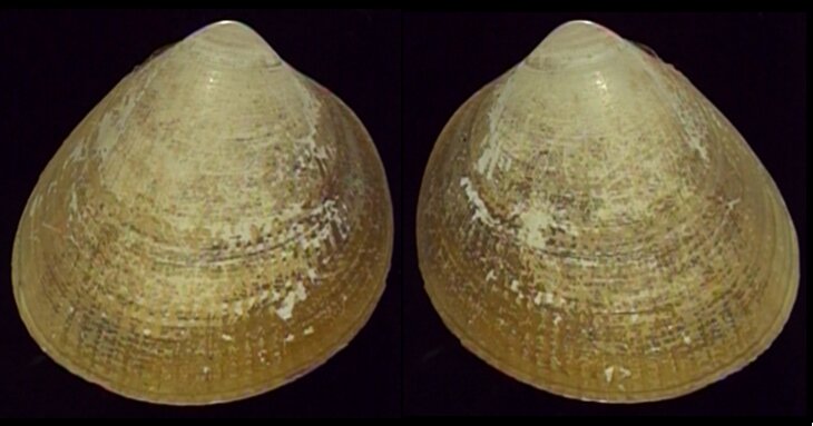 New shells - ShellBrothers - New shells