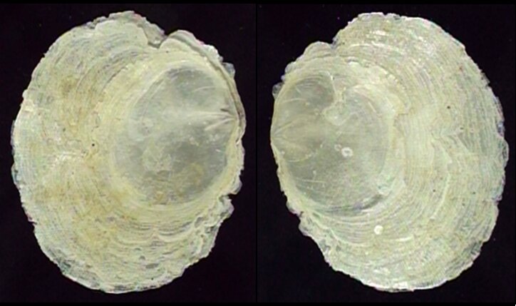 All shells - ShellBrothers - All shells