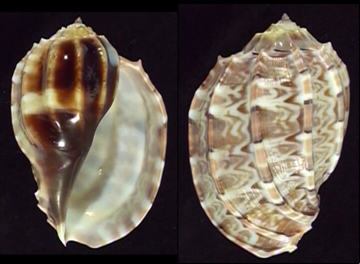 All shells - ShellBrothers - All shells