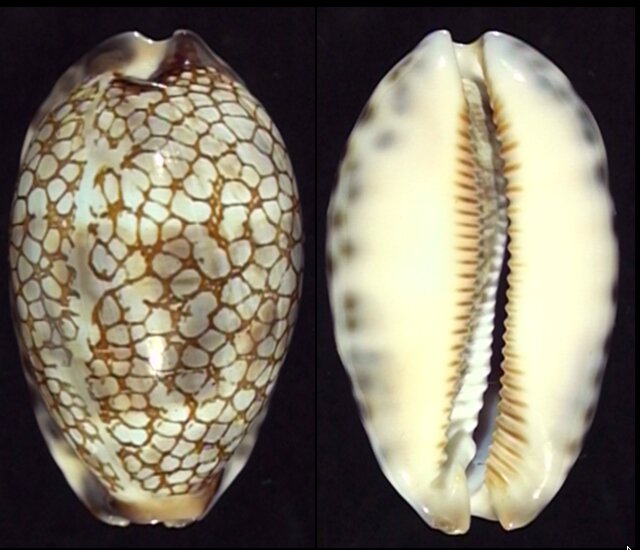 New shells - ShellBrothers - New shells