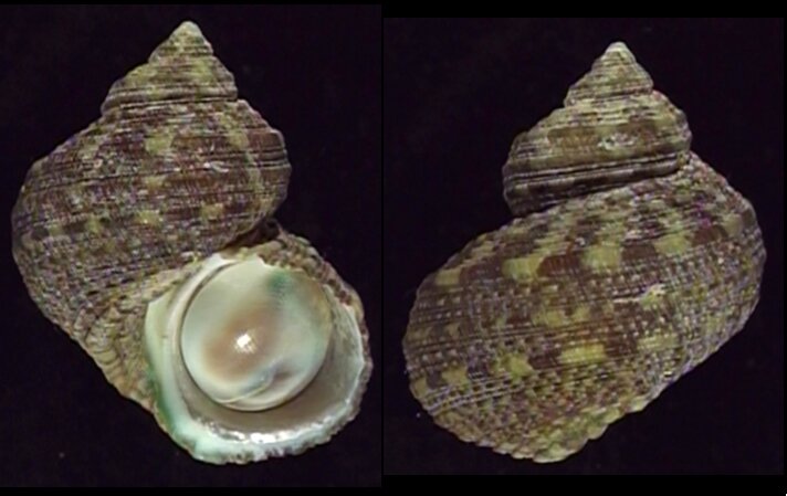 New shells - ShellBrothers - New shells