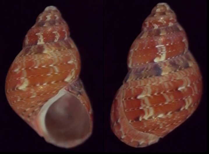 All shells - ShellBrothers - All shells