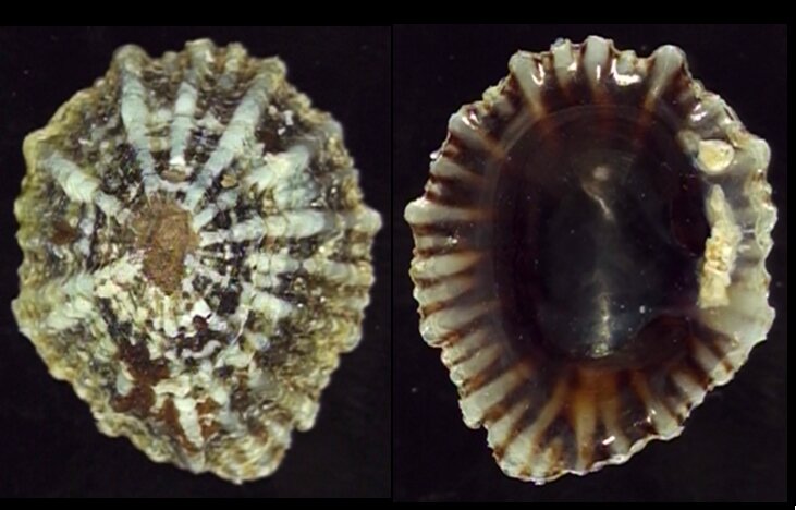 All shells - ShellBrothers - All shells