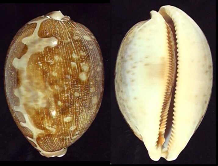 All shells - ShellBrothers - All shells