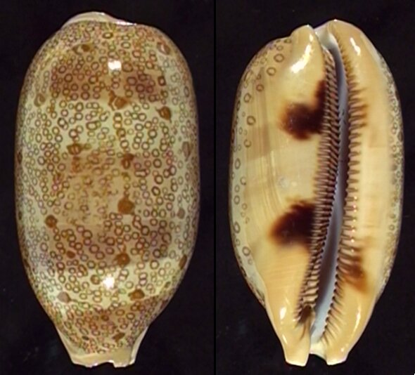 All shells - ShellBrothers - All shells