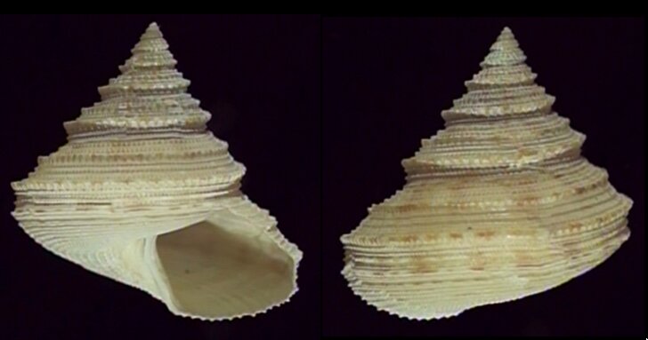 All shells - ShellBrothers - All shells