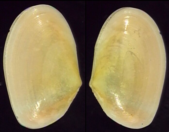 All shells - ShellBrothers - All shells