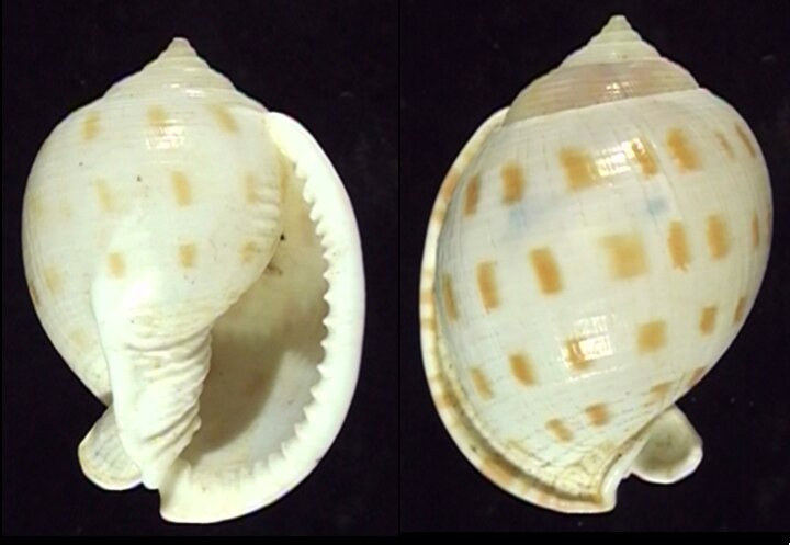 All shells - ShellBrothers - All shells