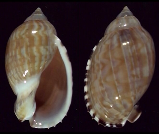 All shells - ShellBrothers - All shells