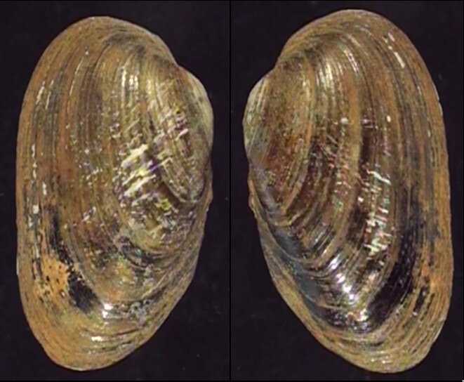 New shells - ShellBrothers - New shells