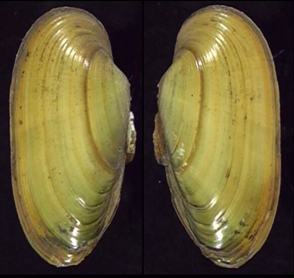 New shells - ShellBrothers - New shells