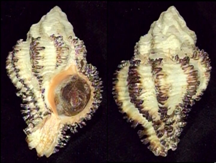 All shells - ShellBrothers - All shells