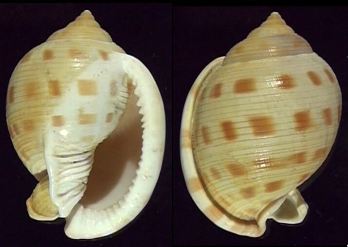 All shells - ShellBrothers - All shells