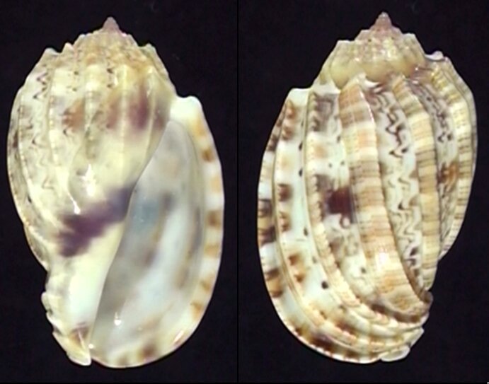 All shells - ShellBrothers - All shells