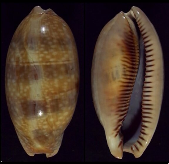 All shells - ShellBrothers - All shells