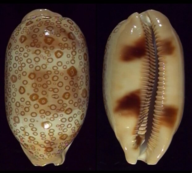 All shells - ShellBrothers - All shells