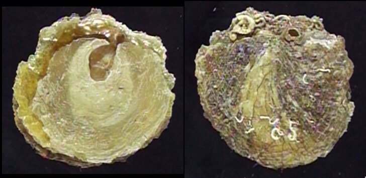 All shells - ShellBrothers - All shells