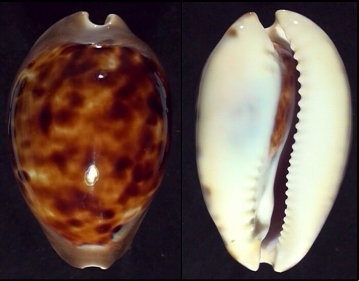 All shells - ShellBrothers - All shells