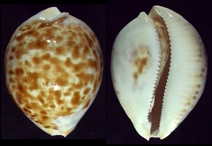 All shells - ShellBrothers - All shells