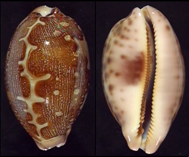 All shells - ShellBrothers - All shells