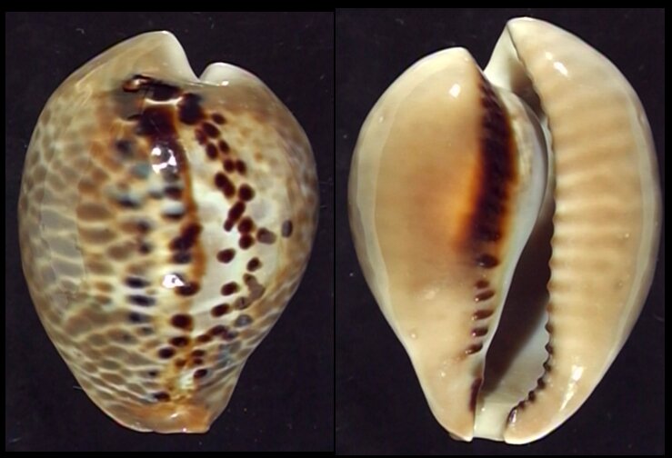 All shells - ShellBrothers - All shells