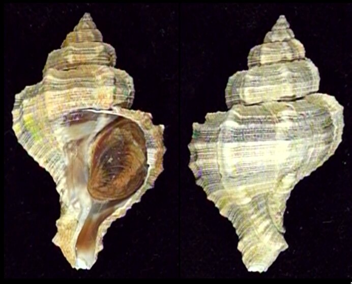 New shells - ShellBrothers - New shells