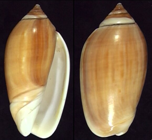 New shells - ShellBrothers - New shells