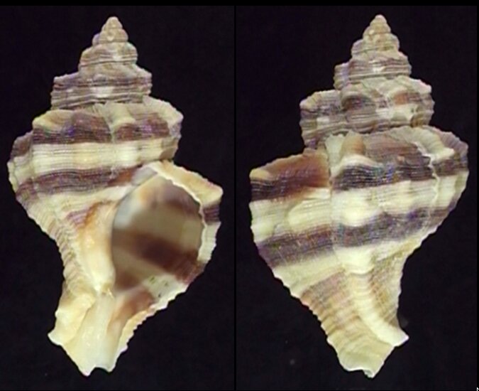 All shells - ShellBrothers - All shells