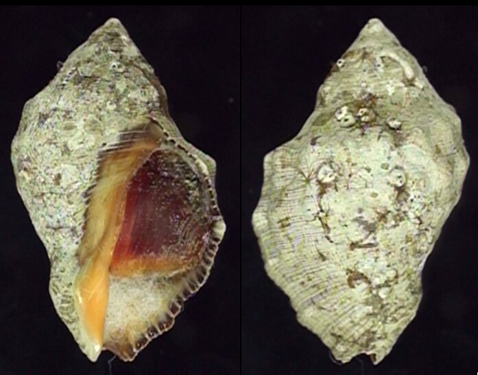 New shells - ShellBrothers - New shells