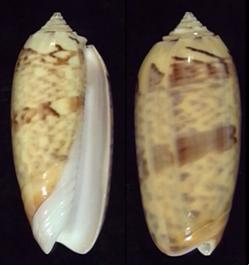 All shells - ShellBrothers - All shells