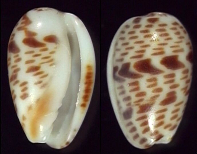 New shells - ShellBrothers - New shells