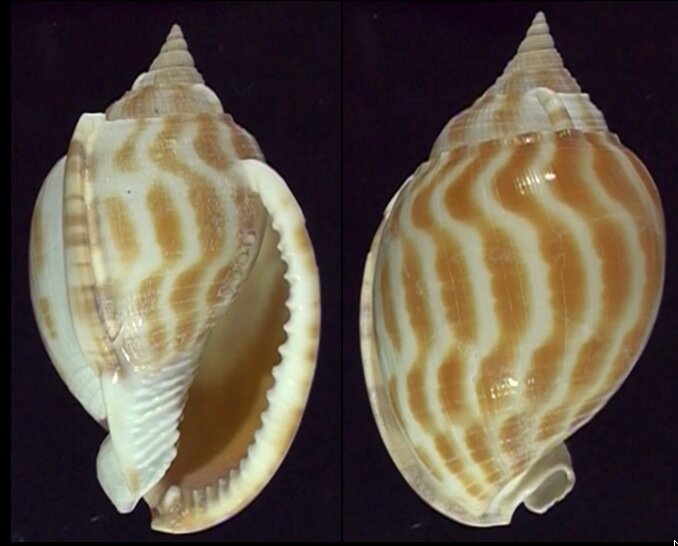 New shells - ShellBrothers - New shells