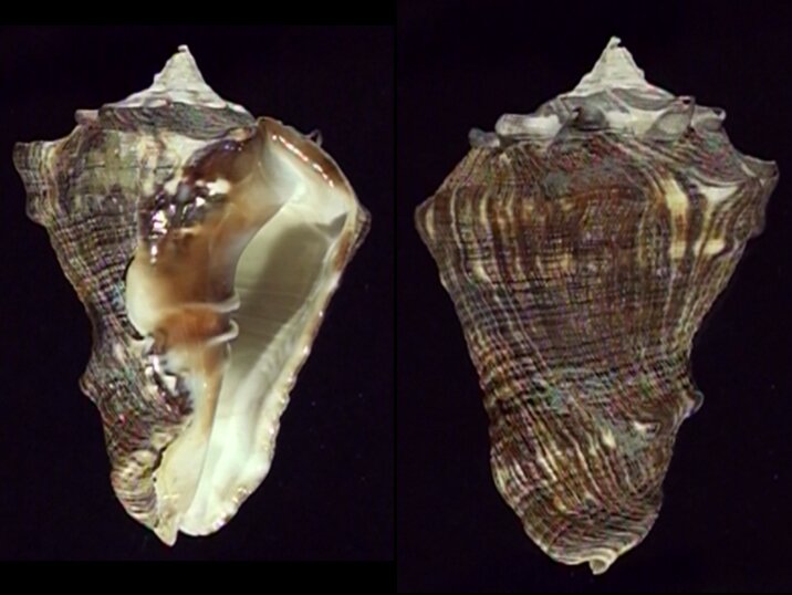 New shells - ShellBrothers - New shells