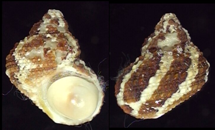 All shells - ShellBrothers - All shells