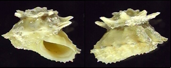 All shells - ShellBrothers - All shells