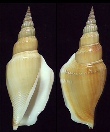 New shells - ShellBrothers - New shells