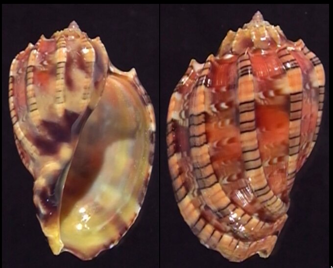 New shells - ShellBrothers - New shells