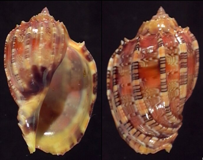 New shells - ShellBrothers - New shells
