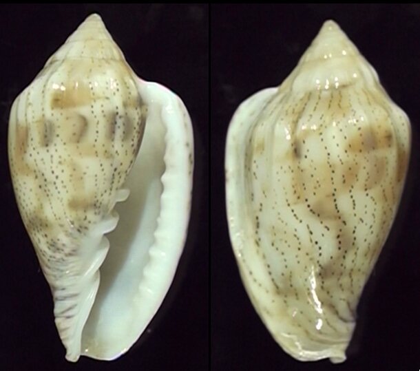 New shells - ShellBrothers - New shells