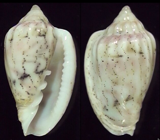 New shells - ShellBrothers - New shells