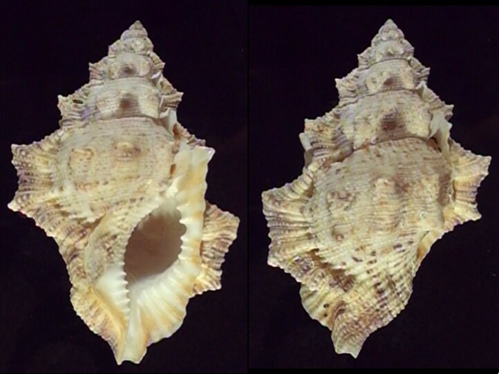 All shells - ShellBrothers - All shells