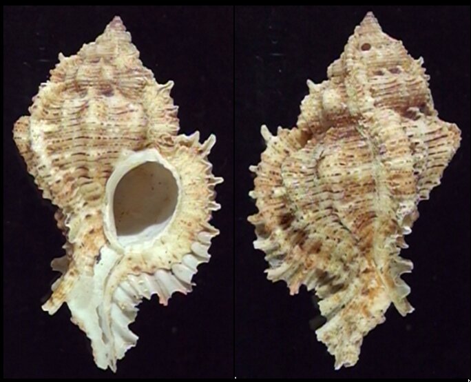 All shells - ShellBrothers - All shells