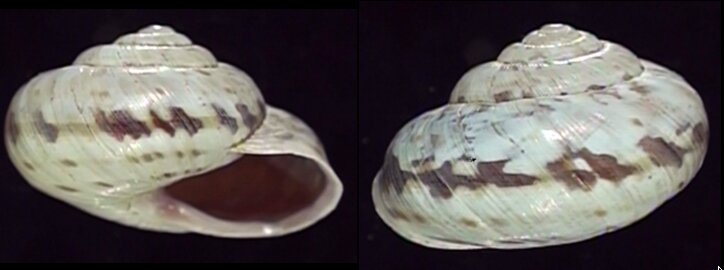 New shells - ShellBrothers - New shells