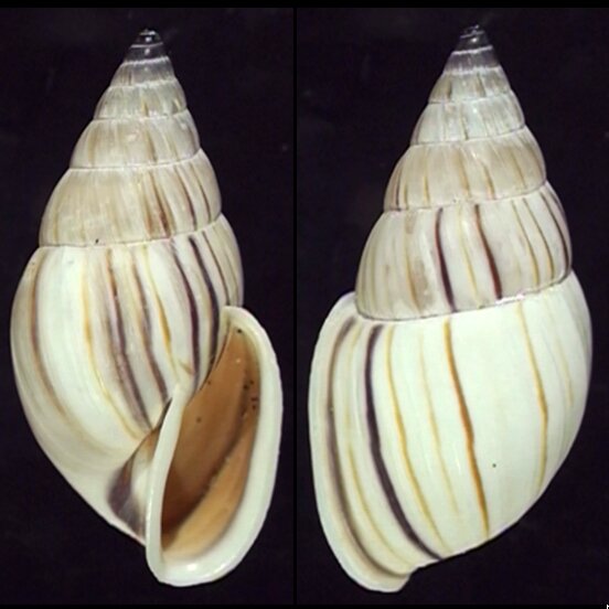 All shells - ShellBrothers - All shells